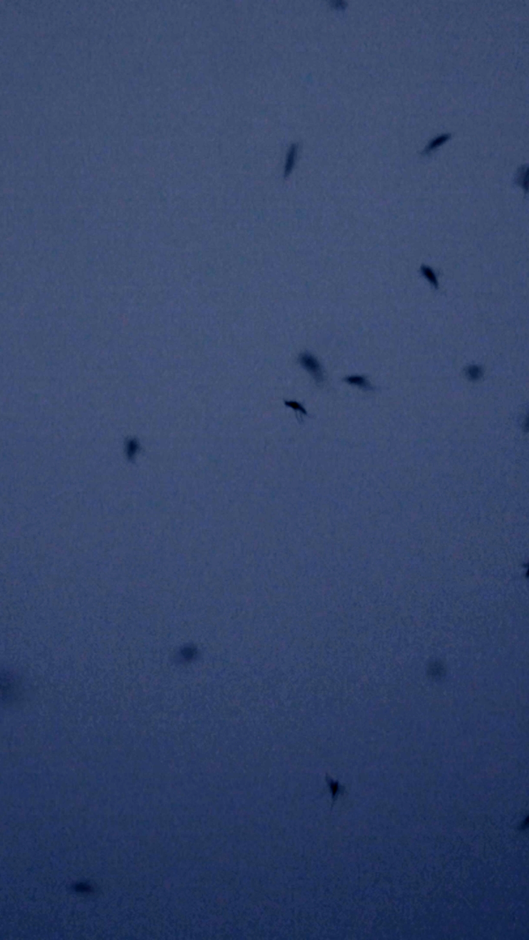 Singing with the Insect Choir: A culicomorpha swarm reacting to voices ...